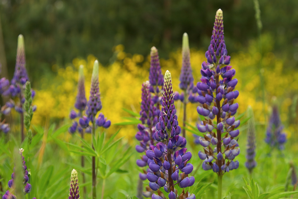 Dop je eigen lupines - The Optimist